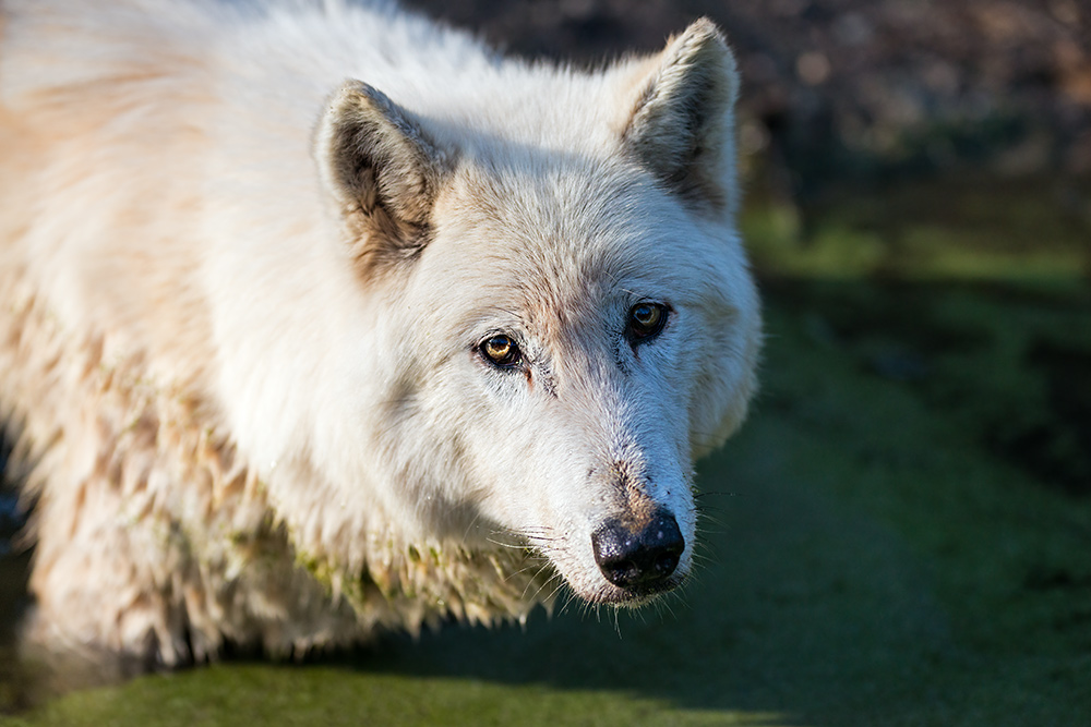 Weisser (Polar-) Wolf (6) Foto & Bild | tiere, natur Bilder auf ...