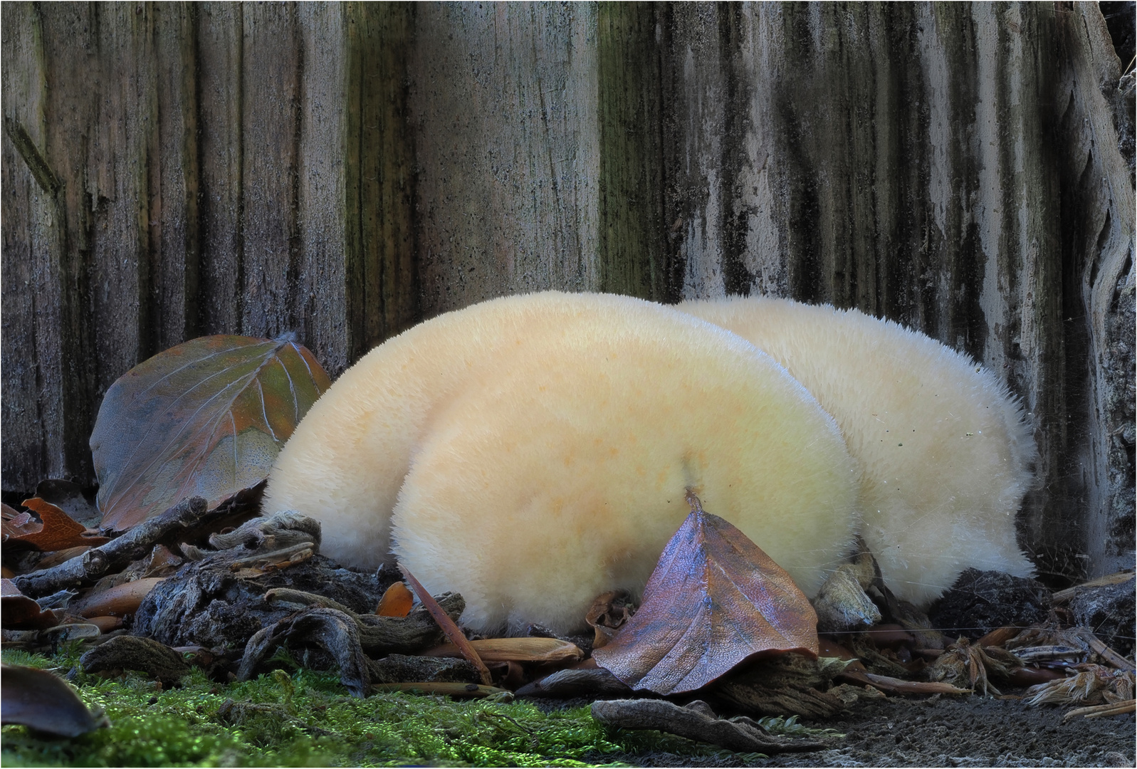 Weißer Polsterpilz Foto & Bild | makro, natur, olympus Bilder auf ...
