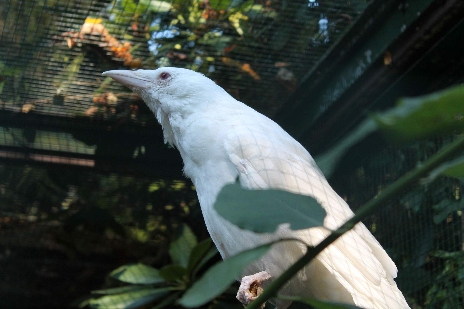 Weißer Rabe Foto & Bild | tiere, zoo, wildpark & falknerei, vögel ...