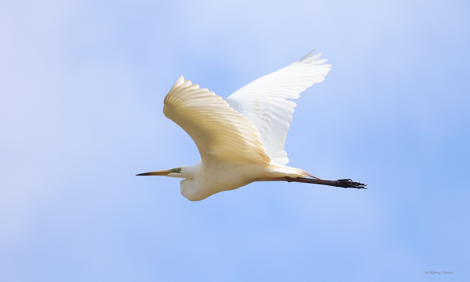 Weißer Reiher Foto & Bild | tiere, wildlife, wild lebende vögel Bilder ...