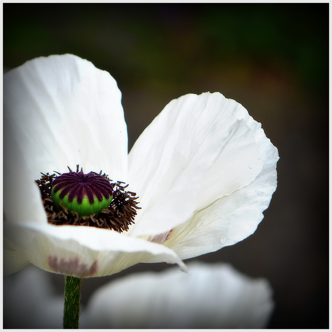 Weißer Riesenmohn ... Foto & Bild | pflanzen, pilze & flechten, blüten ...