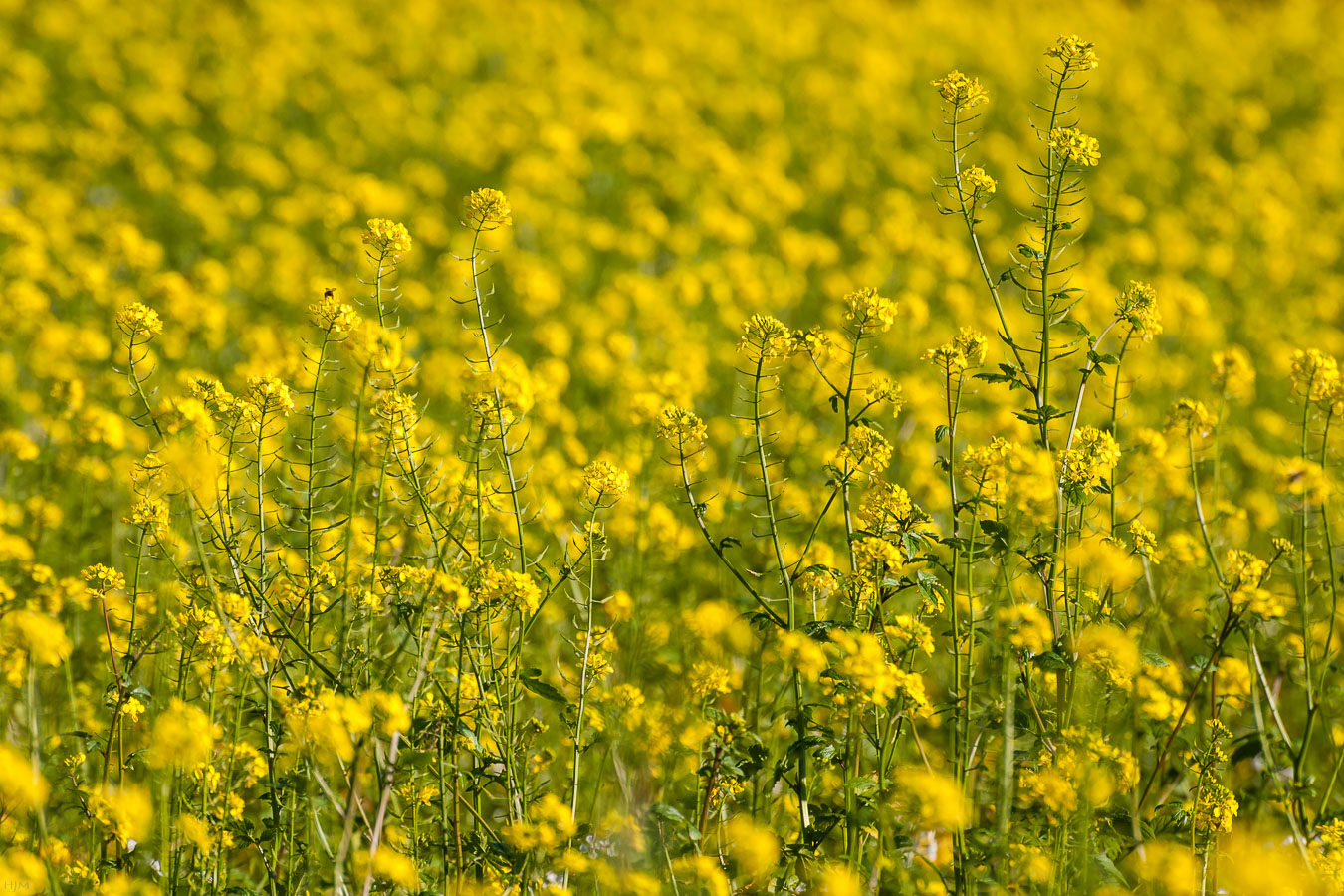 Weißer Senf Foto & Bild | pflanzen, pilze & flechten, projekte ...