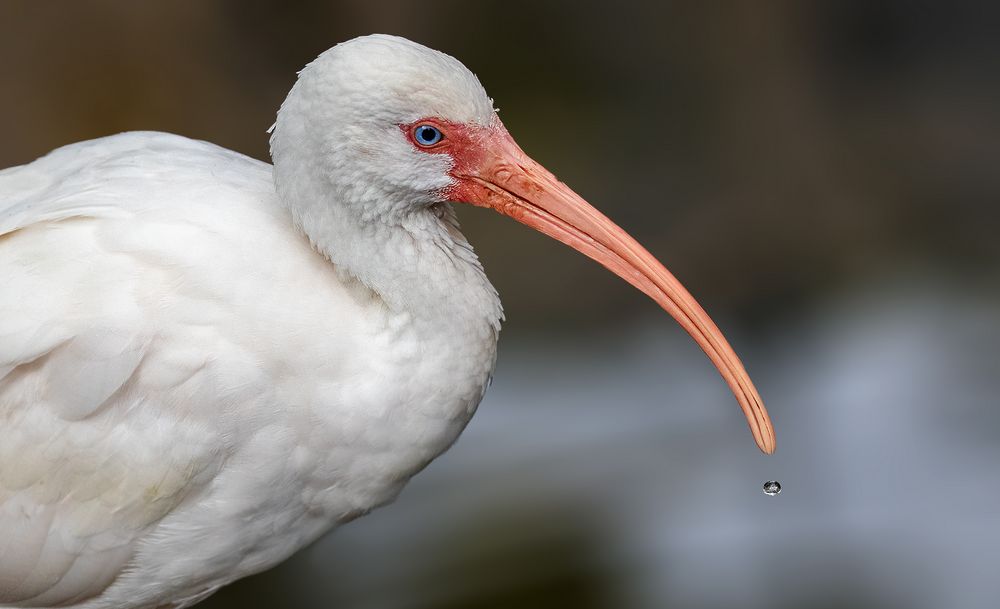 Weißer Sichler-Portrait 001 Foto & Bild | deutschland, europe ...