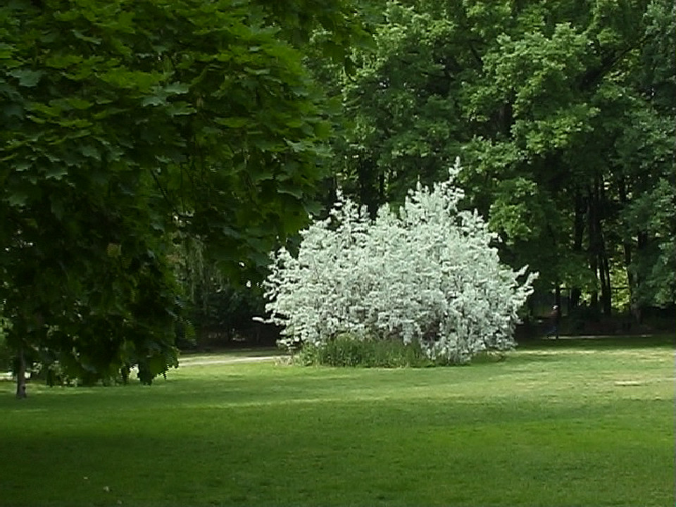 weißer strauch Foto & Bild | anfängerecke - nachgefragt, nachgefragt ...