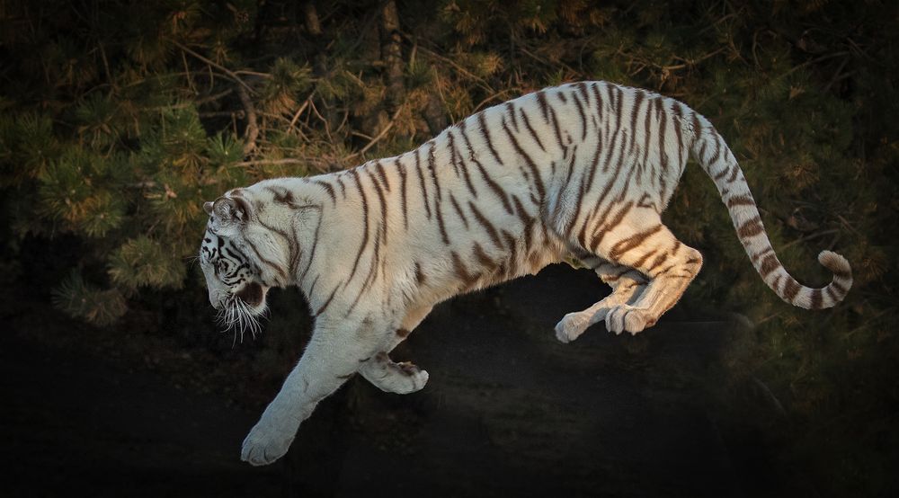 Weißer Tiger 001 Foto & Bild | tiere, zoo, wildpark & falknerei ...