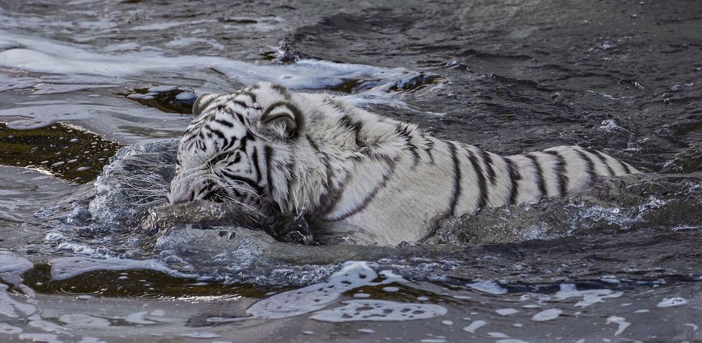 Weißer Tiger 004 Foto & Bild | deutschland, europe, nordrhein ...