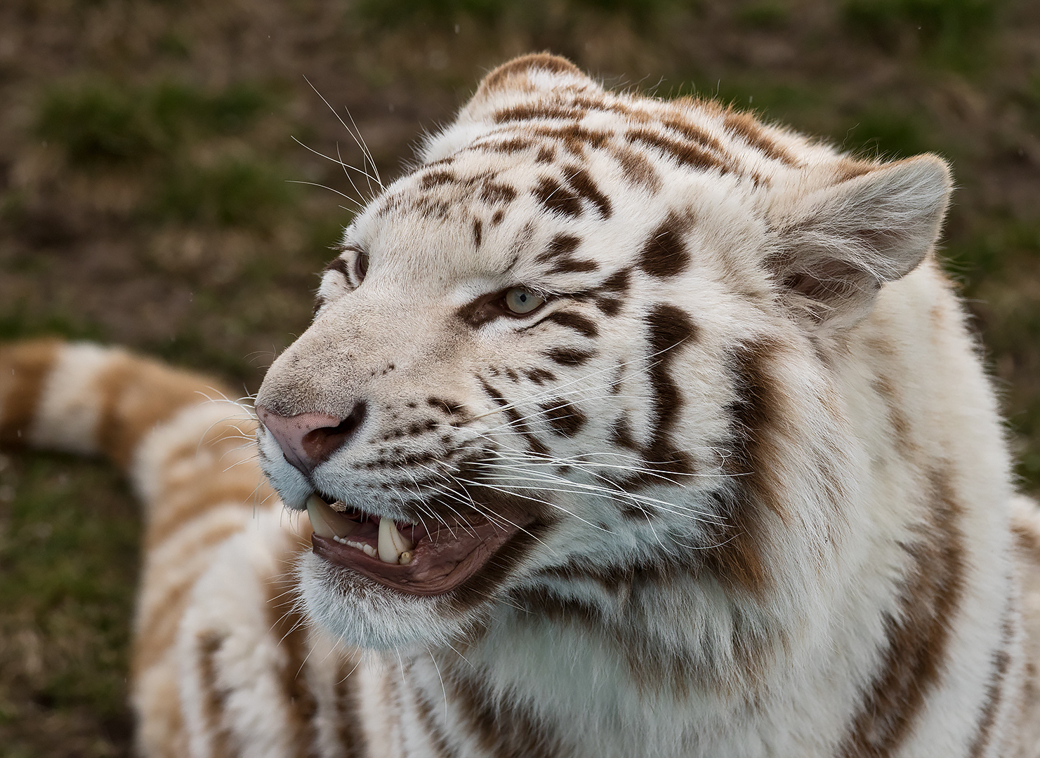 Weißer Tiger 007 Foto & Bild | tiere, zoo, wildpark & falknerei ...