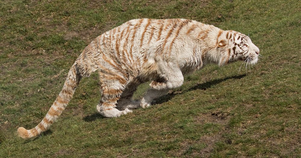Weißer Tiger 023 Foto & Bild | tiere, zoo, wildpark & falknerei ...