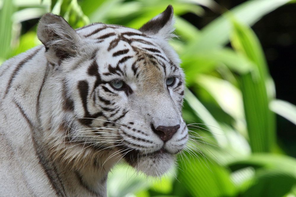 Weißer Tiger Foto & Bild | tiere, zoo, wildpark & falknerei, säugetiere ...