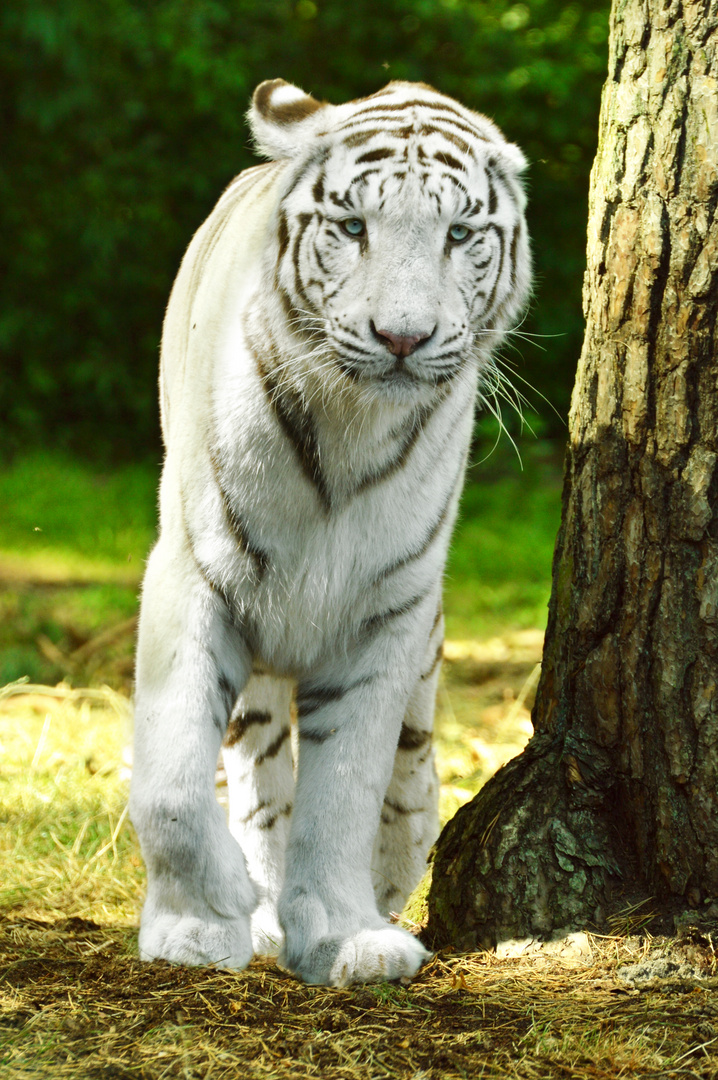 Weißer Tiger Foto & Bild | tiere, zoo, wildpark & falknerei, säugetiere ...