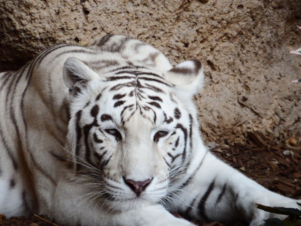 -Weißer Tiger- Foto & Bild | tiere, zoo, wildpark & falknerei ...