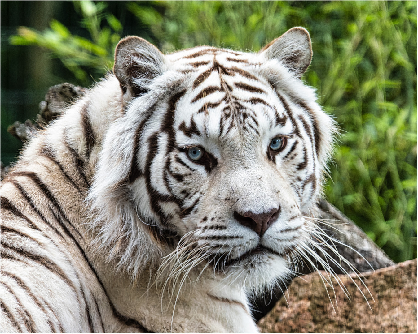 Weißer Tiger Foto & Bild | Bilder auf fotocommunity