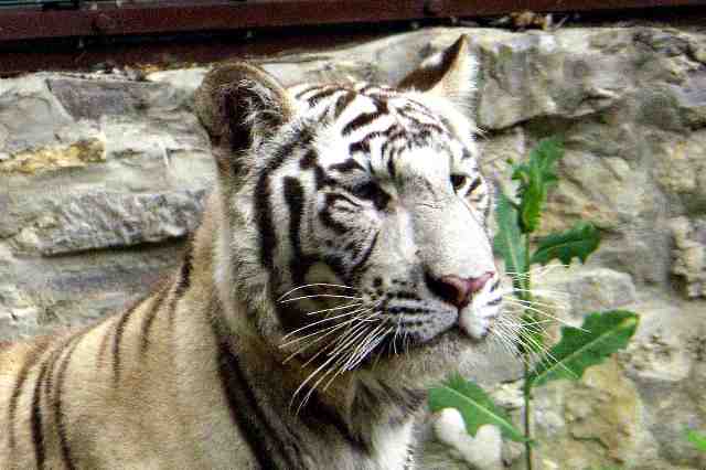 Weißer Tiger Foto & Bild | tiere, zoo, wildpark & falknerei, säugetiere ...