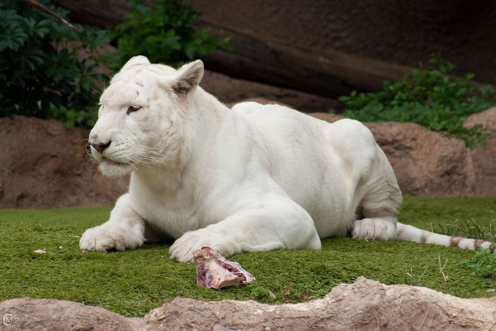 Weißer Tiger Foto & Bild | tiere, wildlife, säugetiere Bilder auf ...