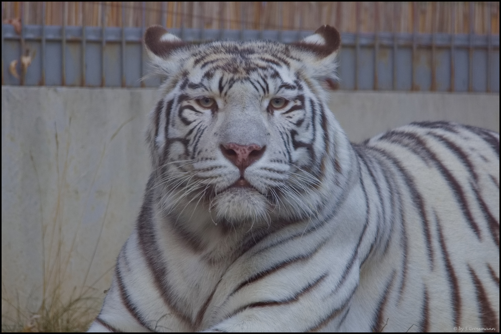 Weißer Tiger Foto & Bild | zoo, tiere, groß Bilder auf fotocommunity