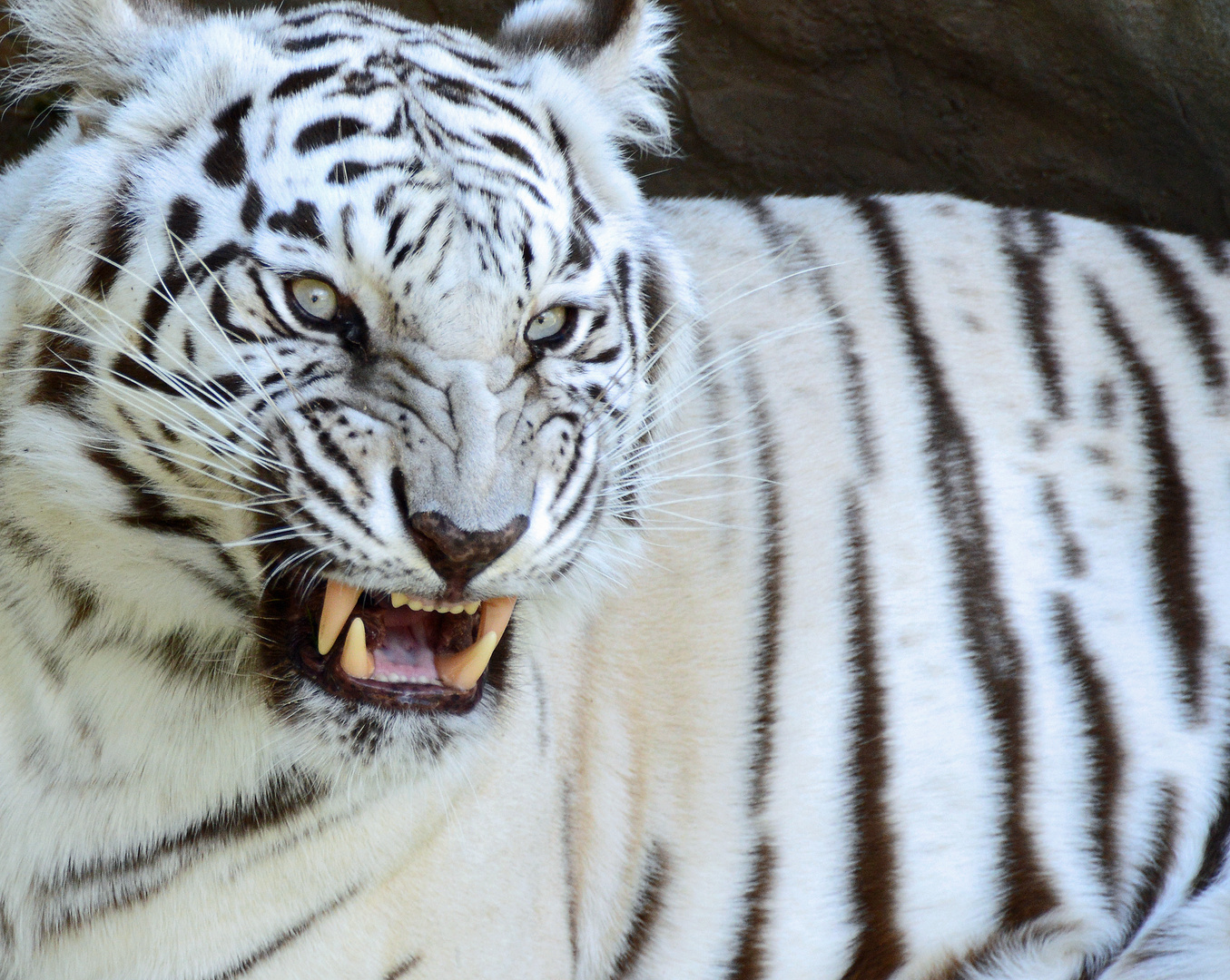 Weißer Tiger Foto & Bild | tiere, wildlife, natur Bilder auf fotocommunity