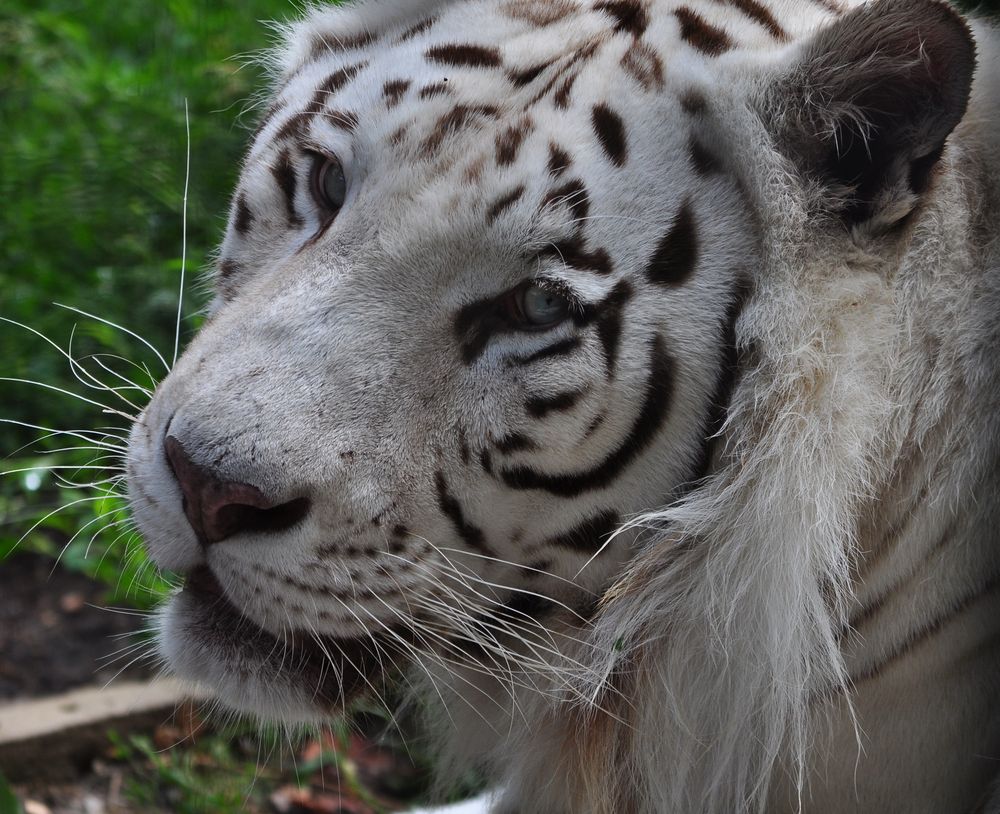 Weißer Tiger Foto & Bild | tiere, tiger, natur Bilder auf fotocommunity