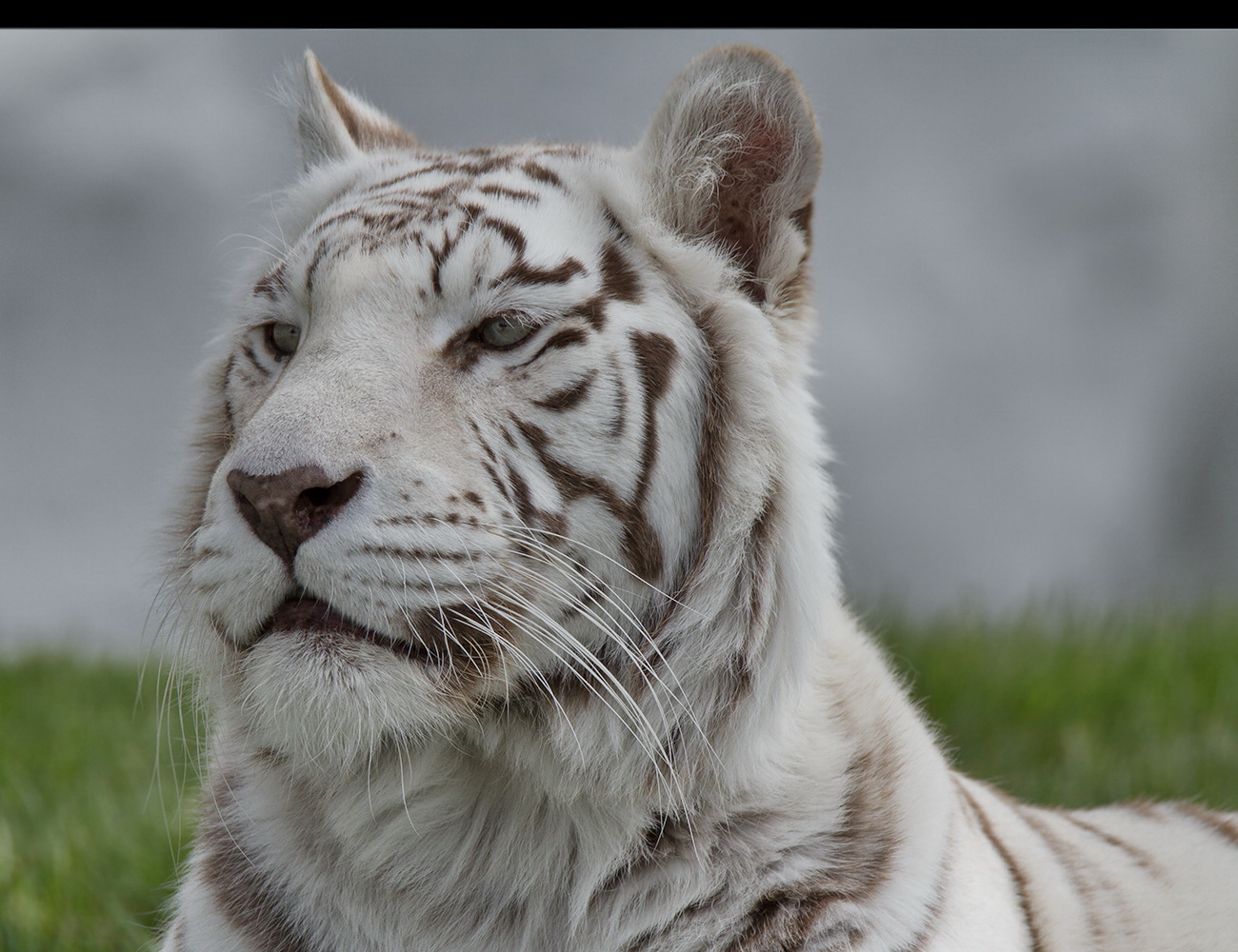 Weißer Tiger Foto & Bild | tiere, zoo, wildpark & falknerei, säugetiere ...