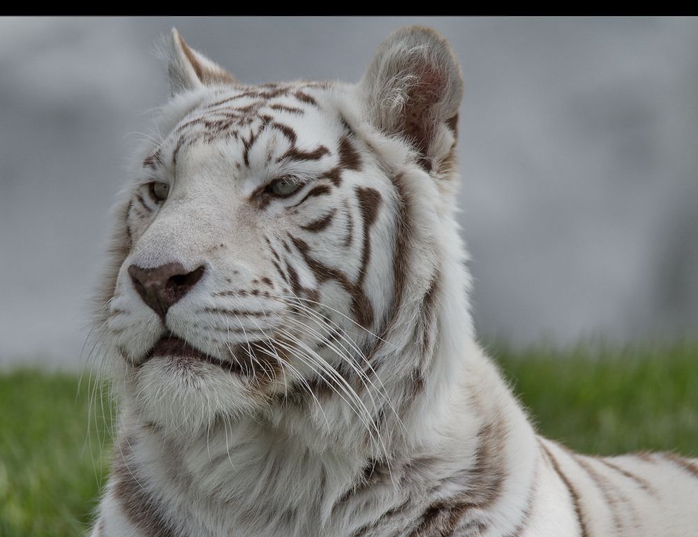 Weißer Tiger Foto & Bild | tiere, zoo, wildpark & falknerei, säugetiere ...