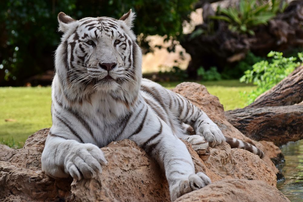 Weißer Tiger Foto & Bild | tiere, zoo, wildpark & falknerei, säugetiere ...