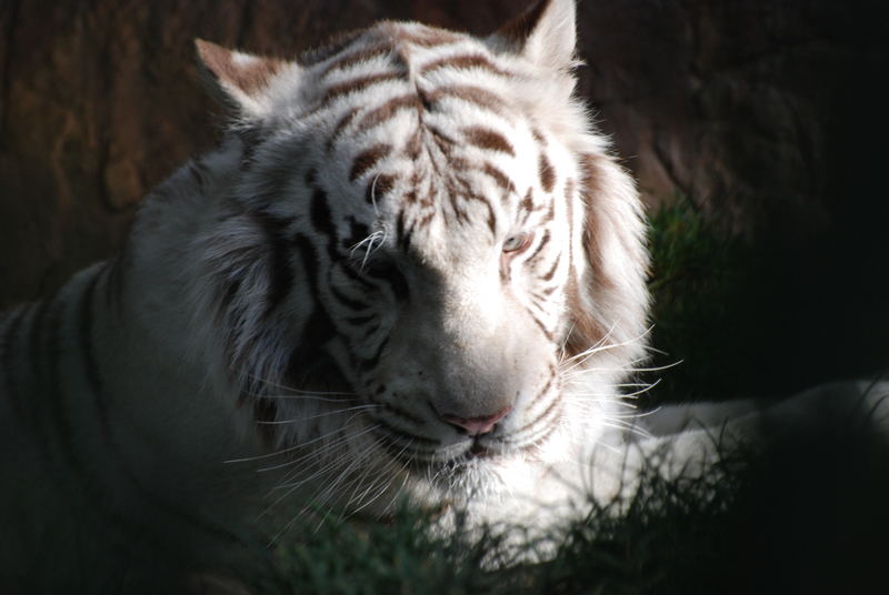 Weisser Tiger Foto & Bild | tiere, zoo, wildpark & falknerei ...