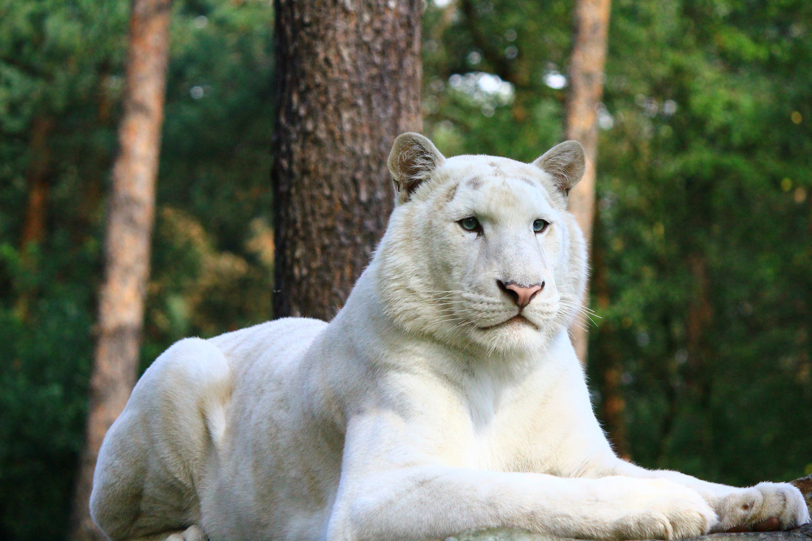 weißer Tiger Foto & Bild | tiere, zoo, wildpark & falknerei, säugetiere ...