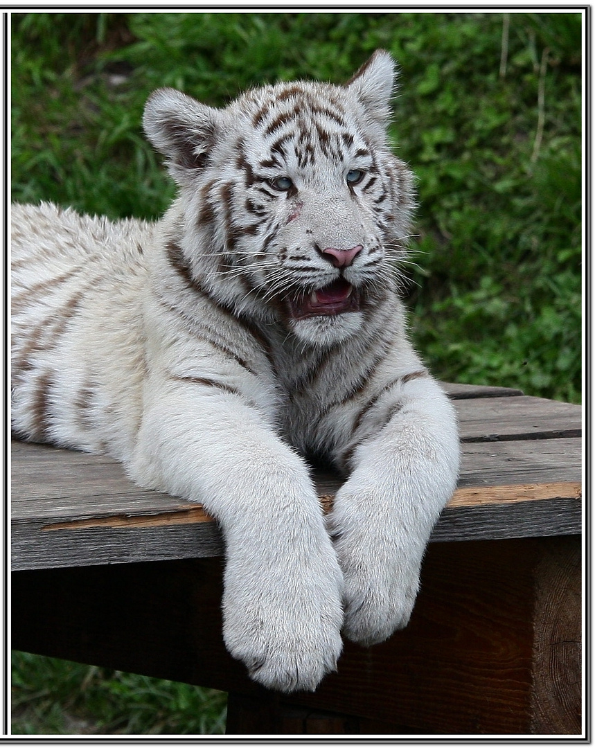 Weißer Tiger Foto & Bild | tiere, tierkinder, natur Bilder auf ...