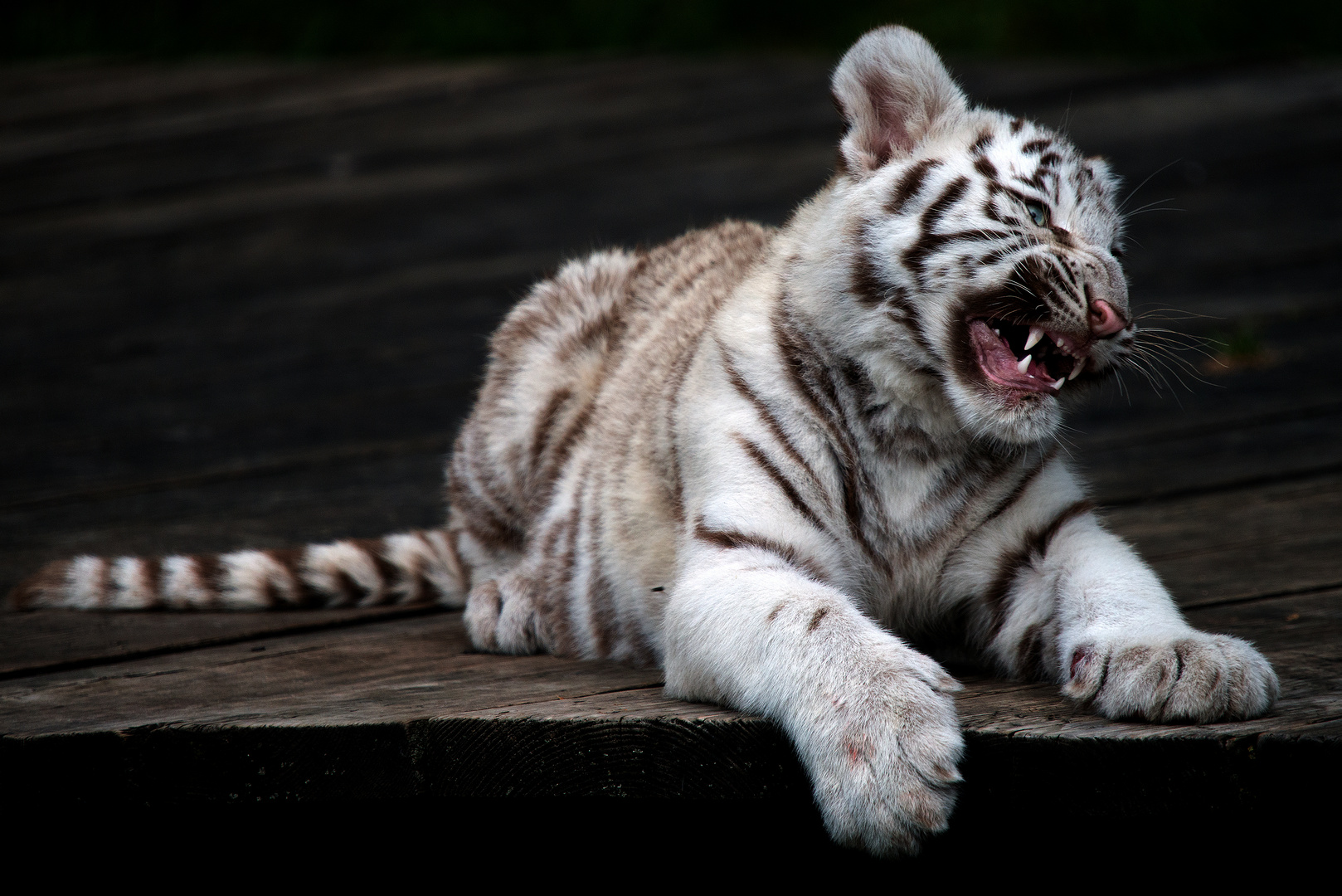 weisser Tiger Foto & Bild | tiere, zoo, wildpark & falknerei ...
