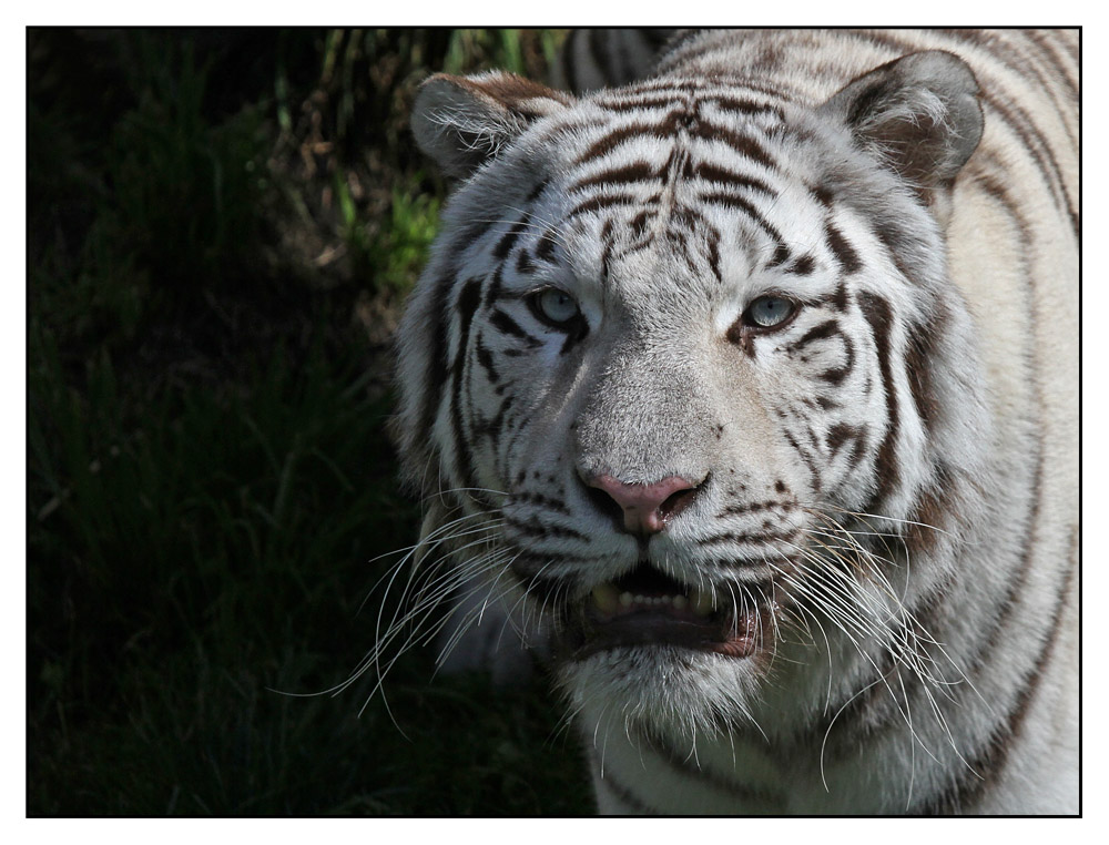 Weisser Tiger Foto & Bild | tiere, zoo, wildpark & falknerei ...