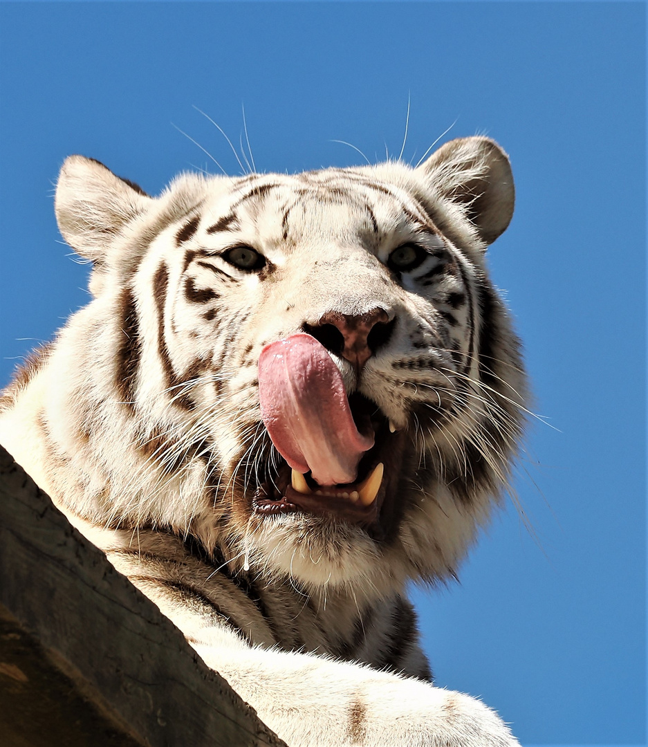 Weisser Tiger Foto & Bild | tiere, zoo, wildpark & falknerei ...