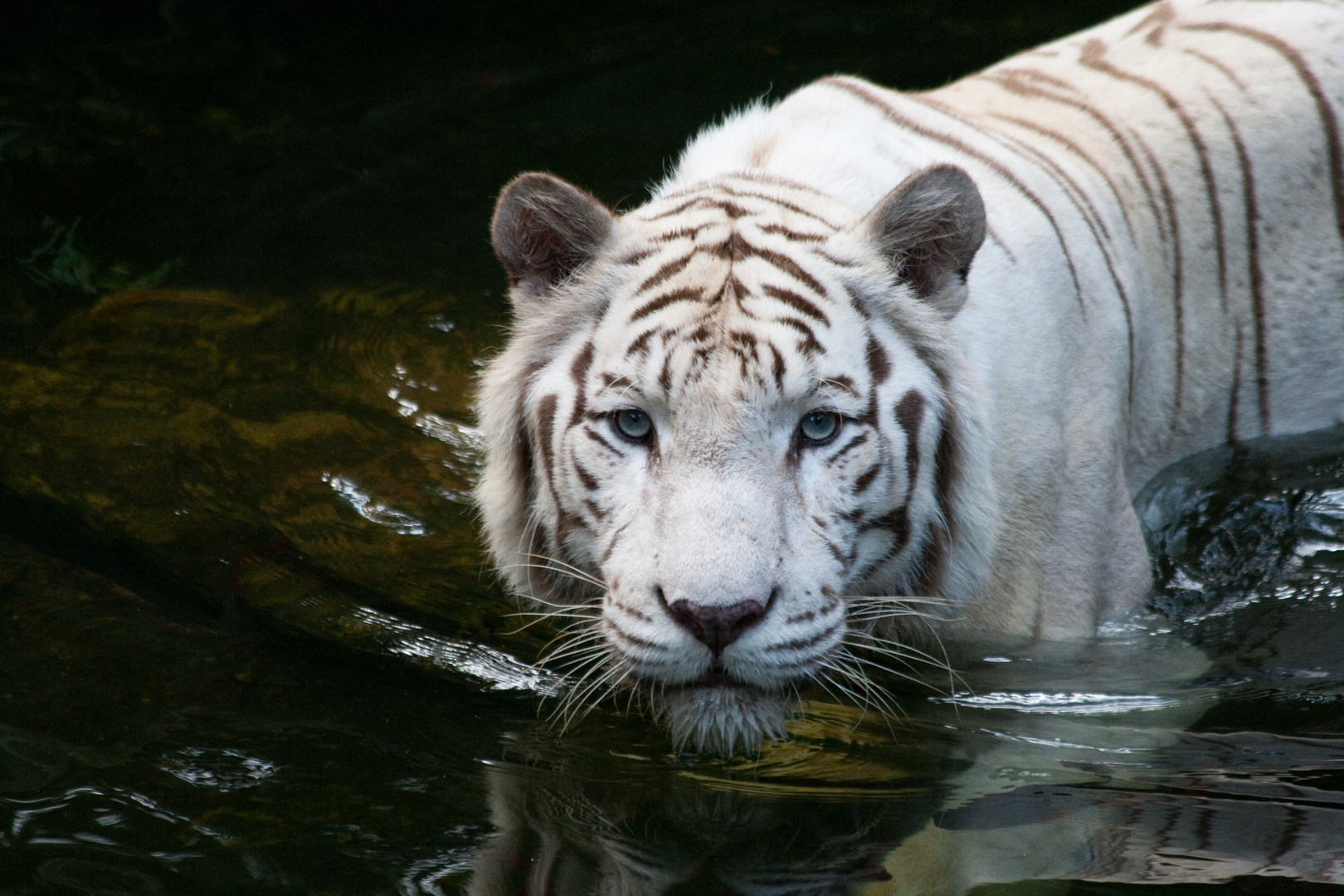 Weisser Tiger Foto & Bild | tiere, zoo, wildpark & falknerei ...
