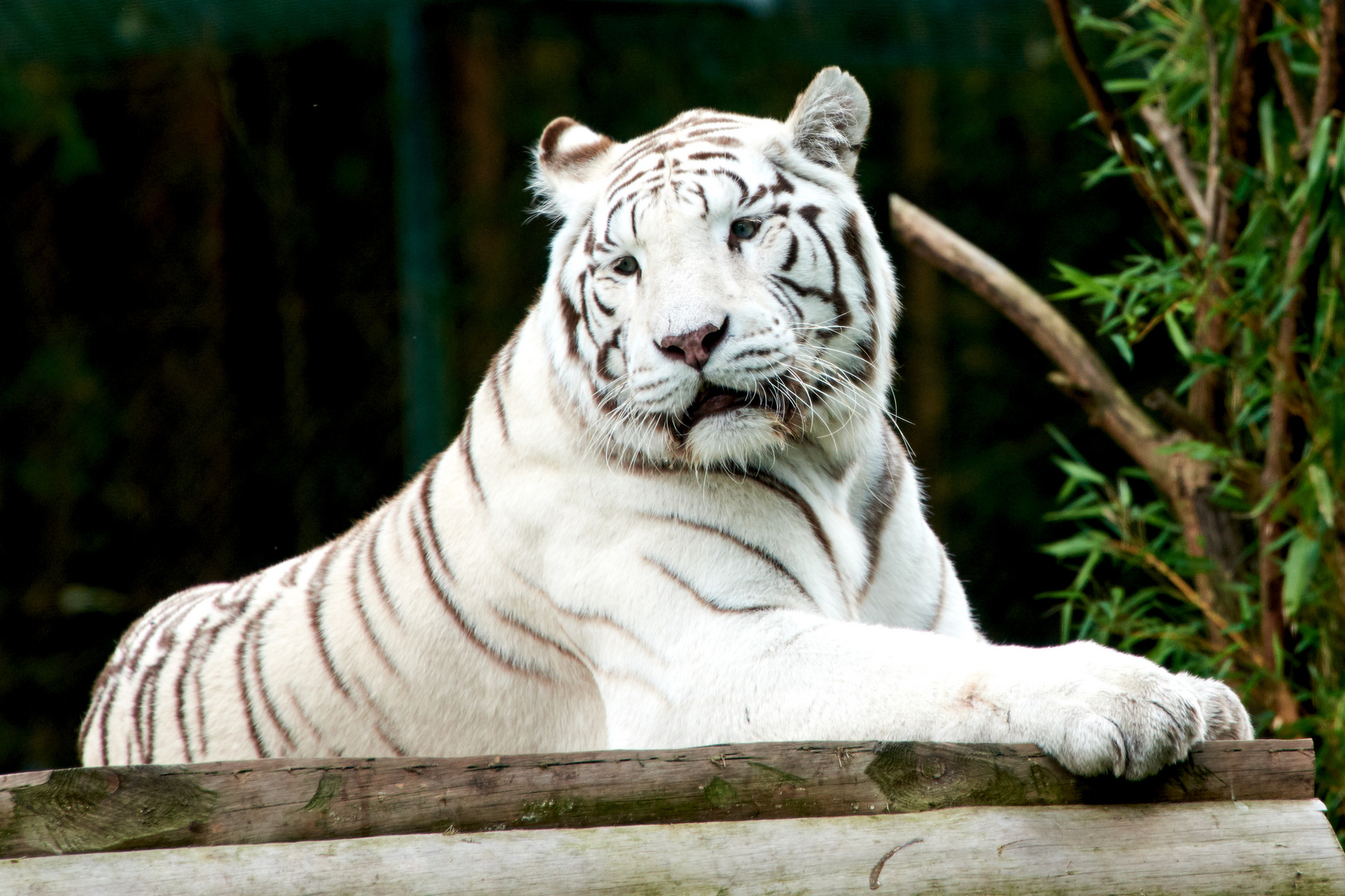 Weißer Tiger Foto & Bild | zoo, afrika, tiere Bilder auf fotocommunity