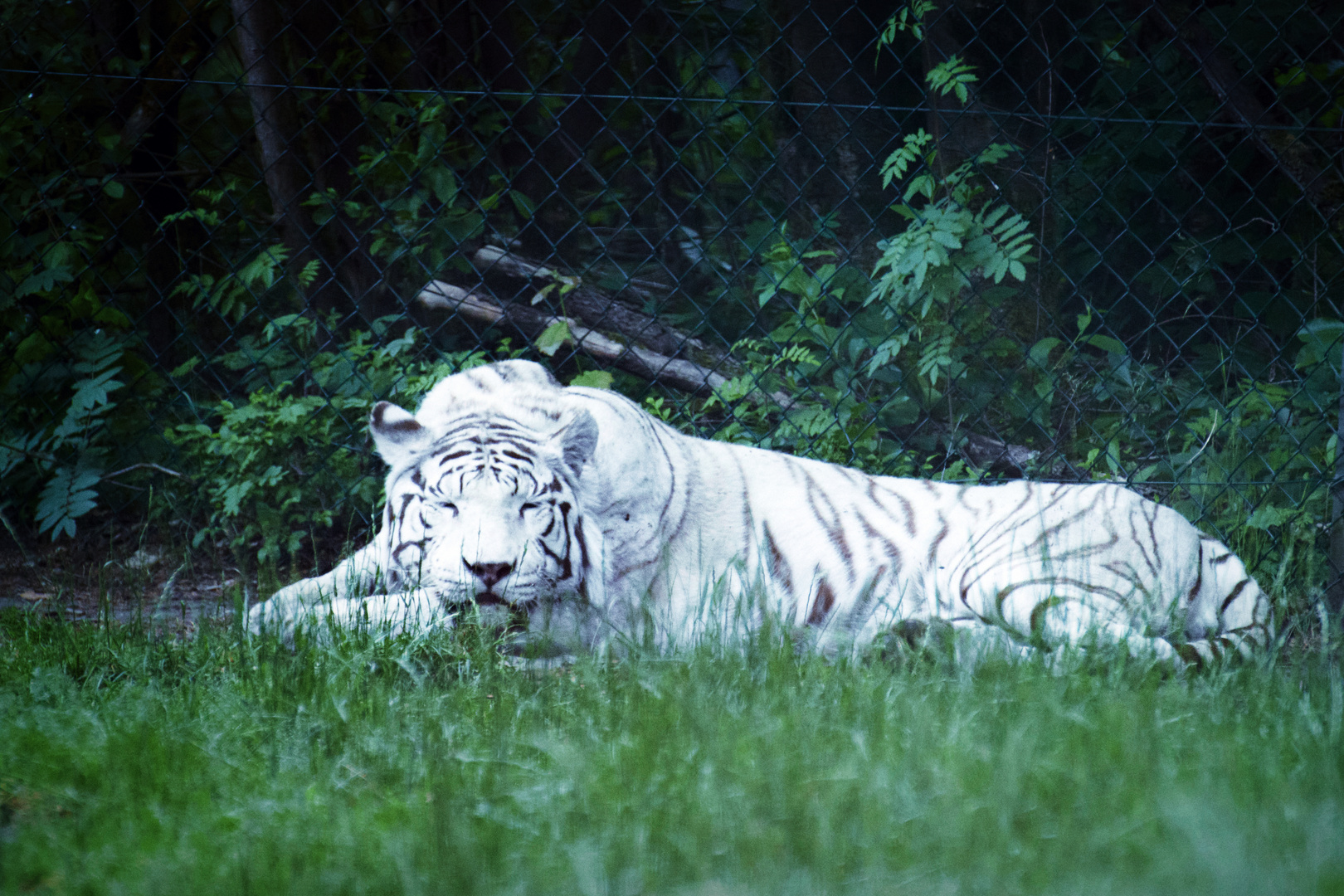 weißer Tiger Foto & Bild | deutschland, europe, niedersachsen Bilder ...