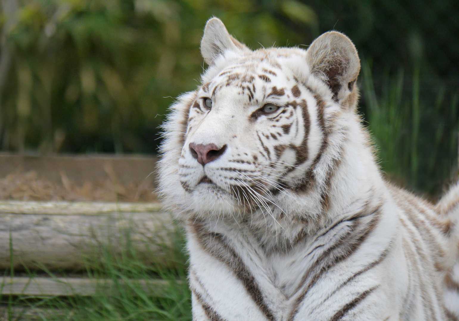 weisser Tiger Foto & Bild | tiere, zoo, wildpark & falknerei ...
