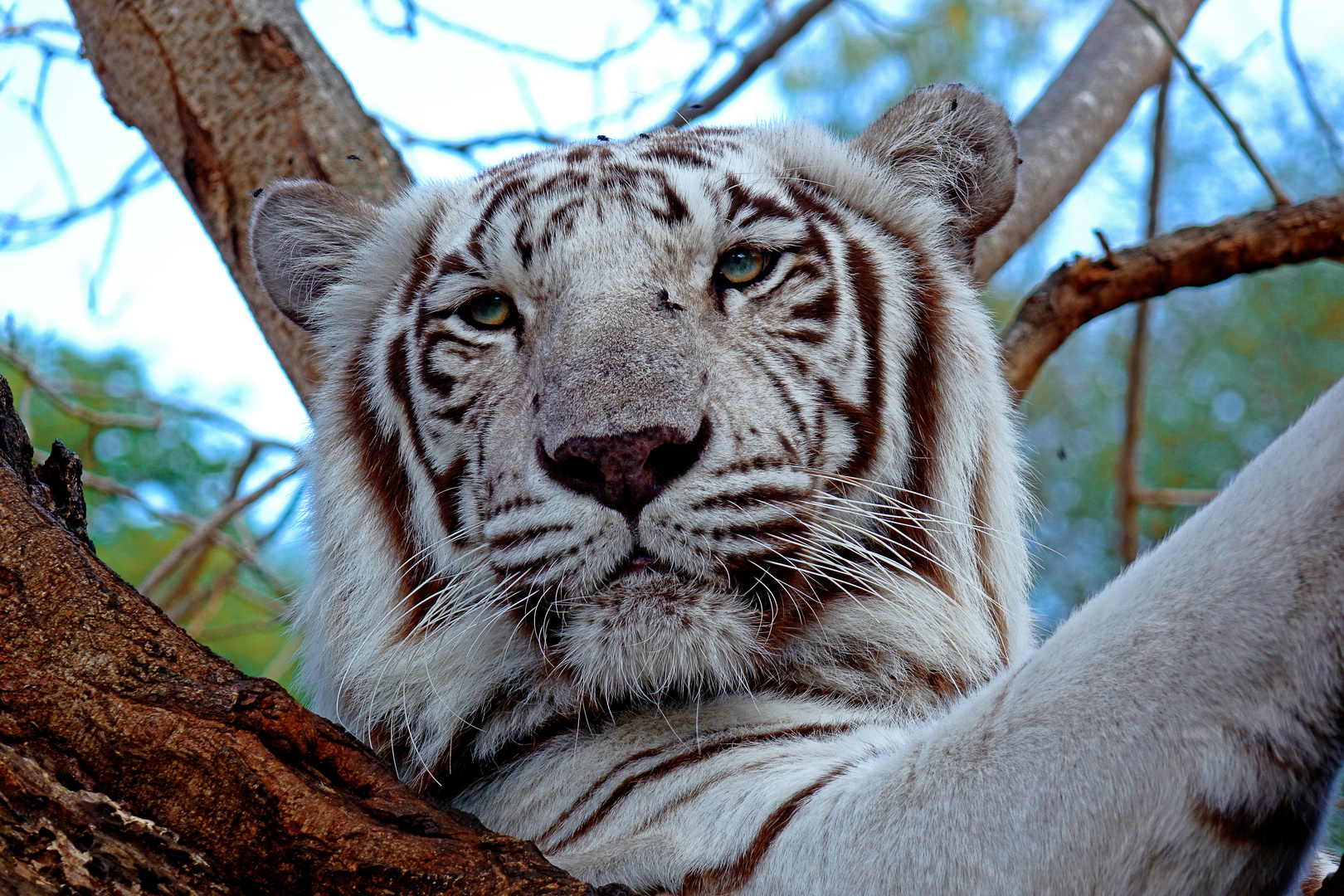 Weißer Tiger - Casela Safari'19 Foto & Bild | tiere, zoo, wildpark ...