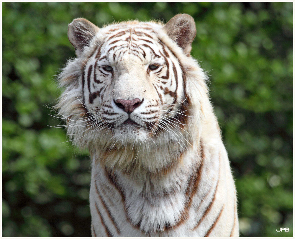 weisser Tiger Foto & Bild | tiere, zoo, wildpark & falknerei ...