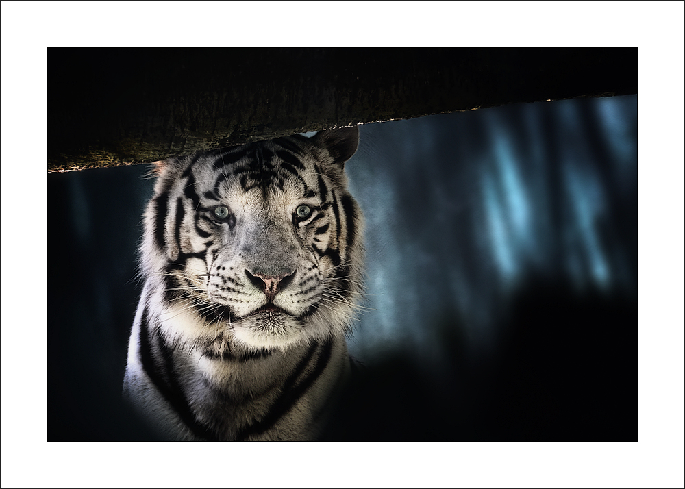Weisser Tiger Foto & Bild | north america, united states, nevada Bilder ...