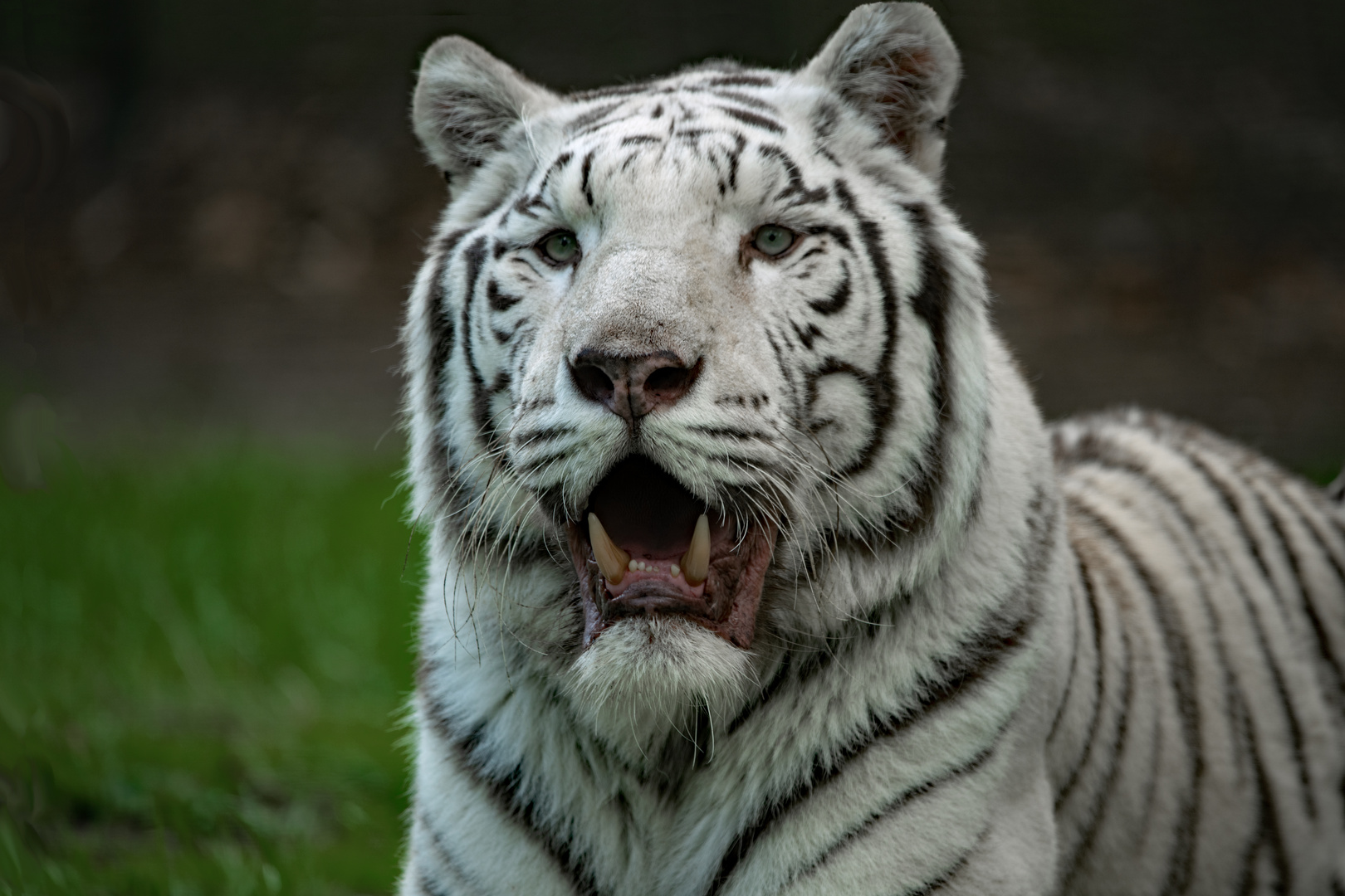 Weißer Tiger im Serengeti-Park Foto & Bild | natur, zoo, tiere Bilder ...