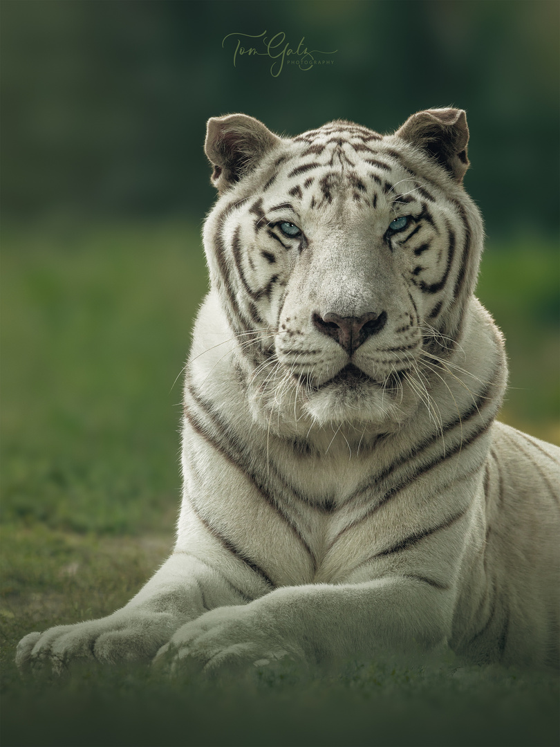 Weißer Tiger "Karim" Foto & Bild | canon, weiß, natur Bilder auf ...