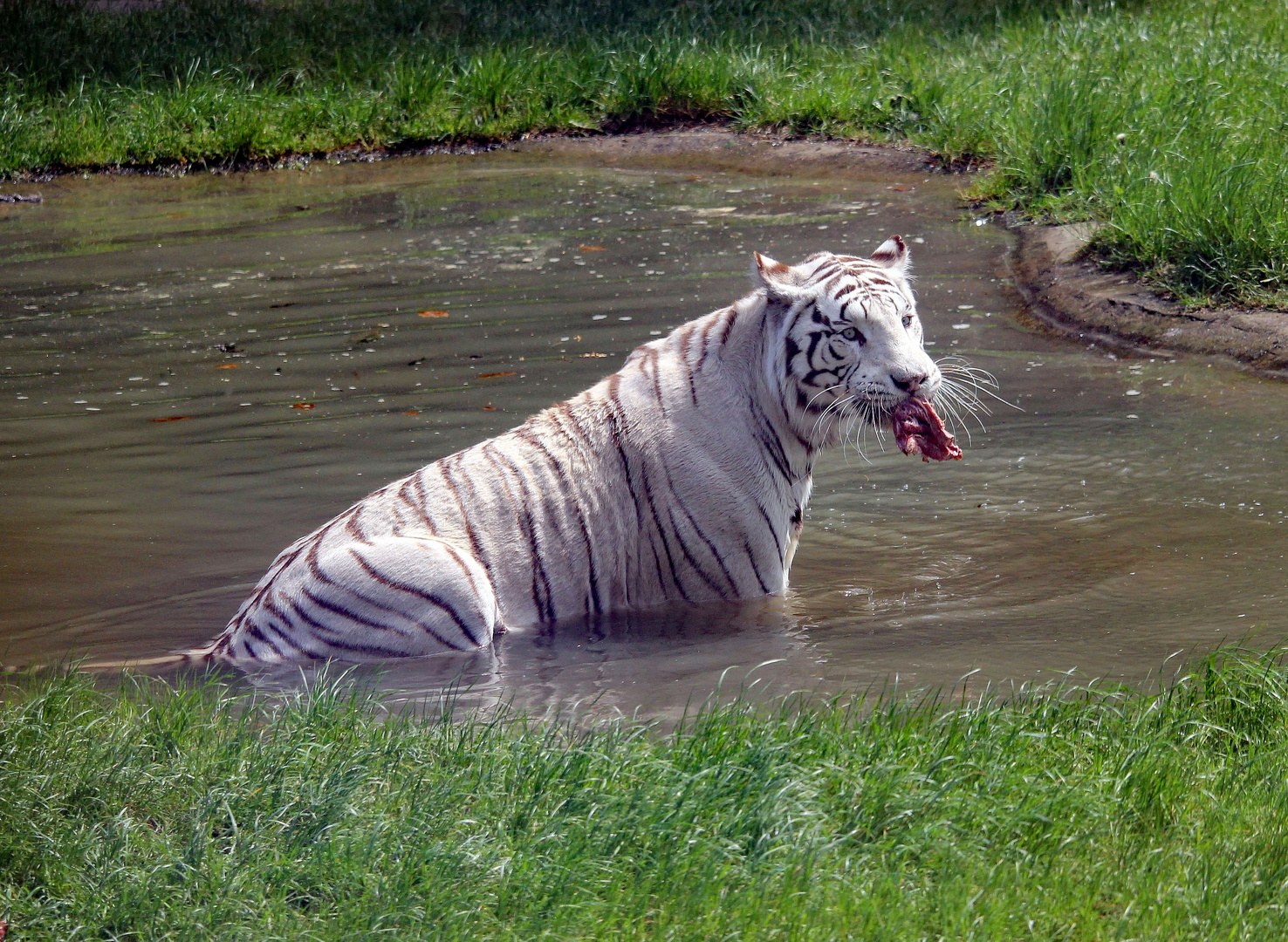 Weißer Tiger mit Futter Foto & Bild | natur, tiere, zoo, wildpark ...