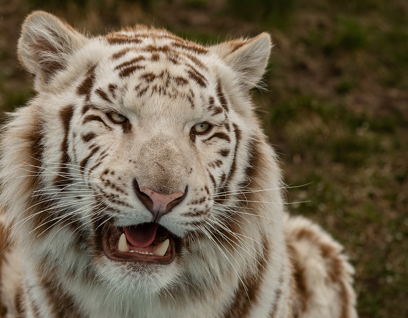 Weißer Tiger-Portrait 001 Foto & Bild | deutschland, europe, nordrhein ...