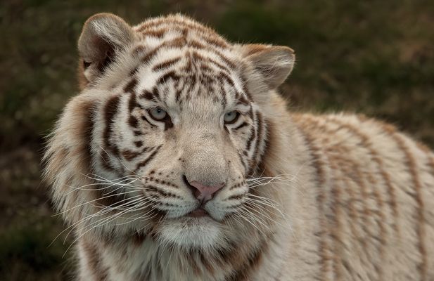 Detmold Bilder & Fotos