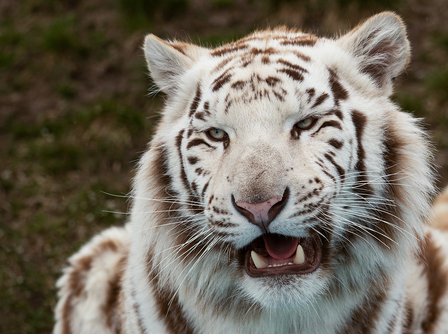 Weißer Tiger-Portrait 001 Foto & Bild | deutschland, europe, nordrhein ...