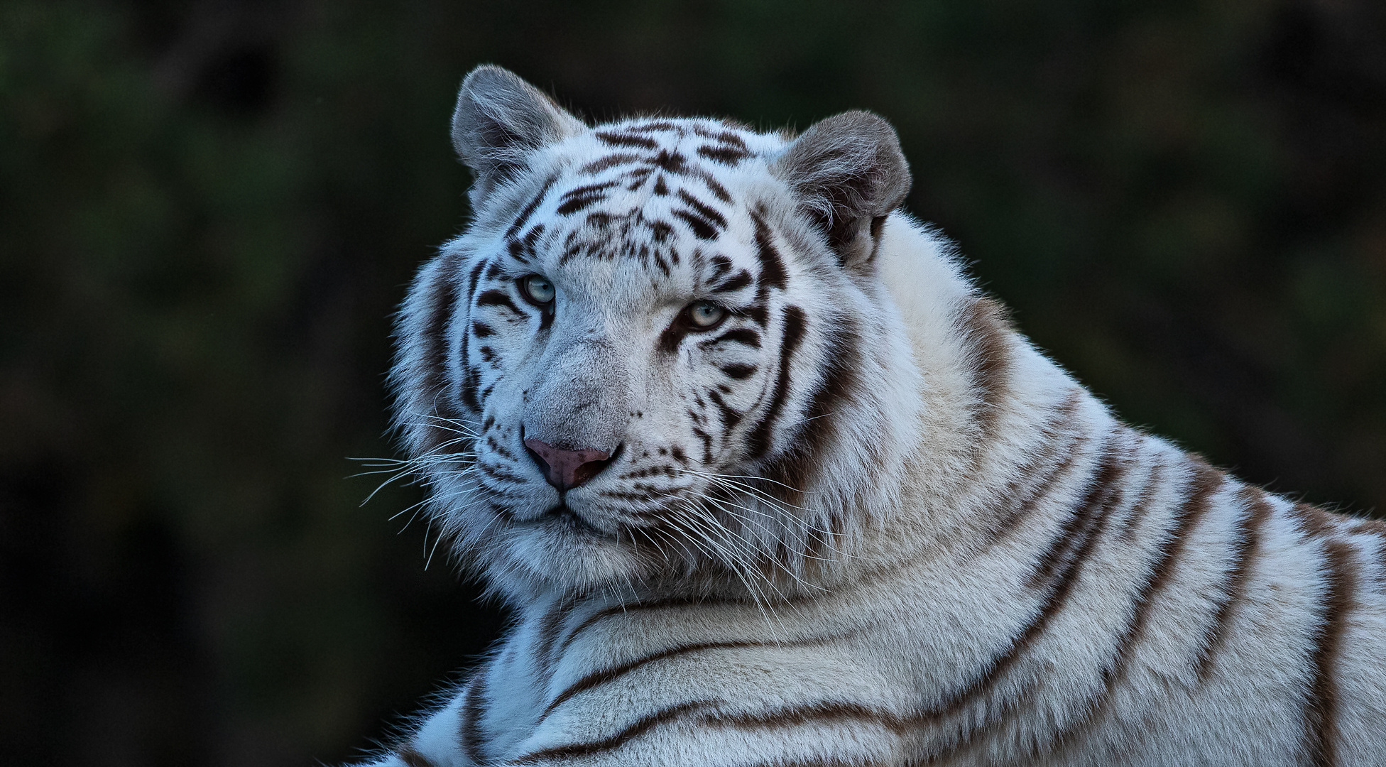 Weißer Tiger Portrait 001 Foto & Bild | deutschland, europe, nordrhein ...