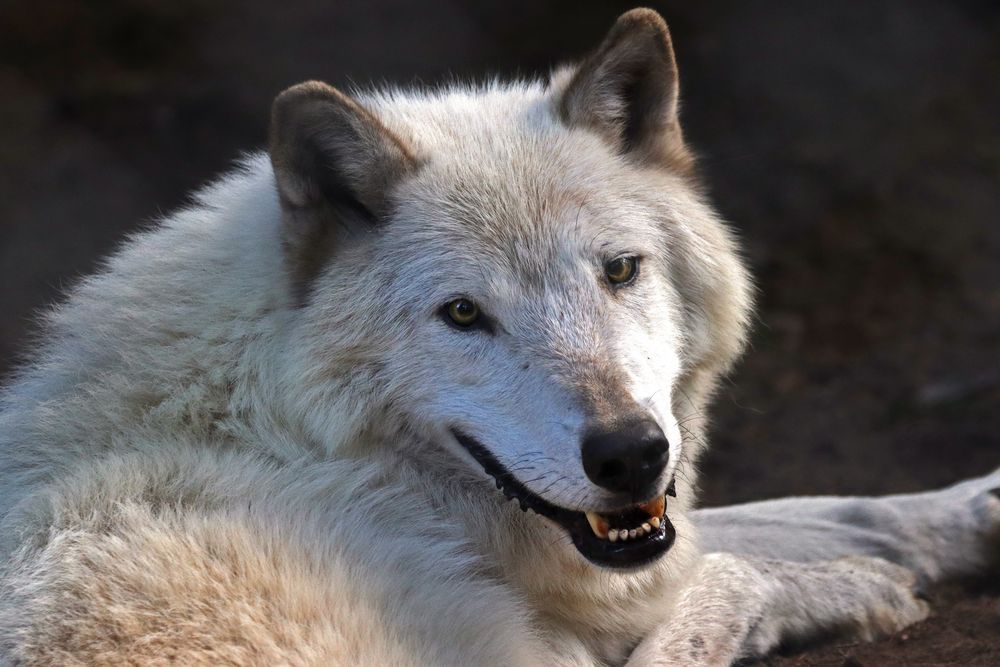 Weißer Timberwolf Foto & Bild | fotos, canon, youth Bilder auf ...