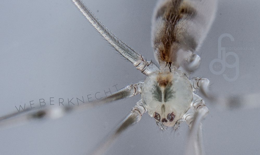 Weißer Weberknecht Makro - Foto & Bild | tiere, wildlife, spinnen ...