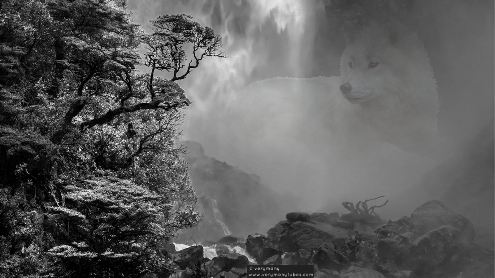 Weißer Wolf Foto & Bild | monochrom, bearbeitungs - techniken, schwarz weiss Bilder auf ...