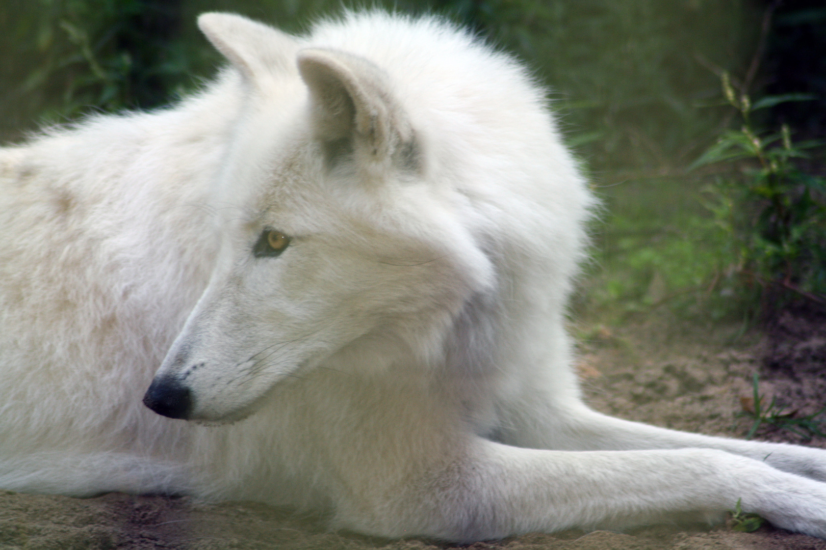 Weißer Wolf Foto & Bild | natur, tiere, tierdetails Bilder auf ...