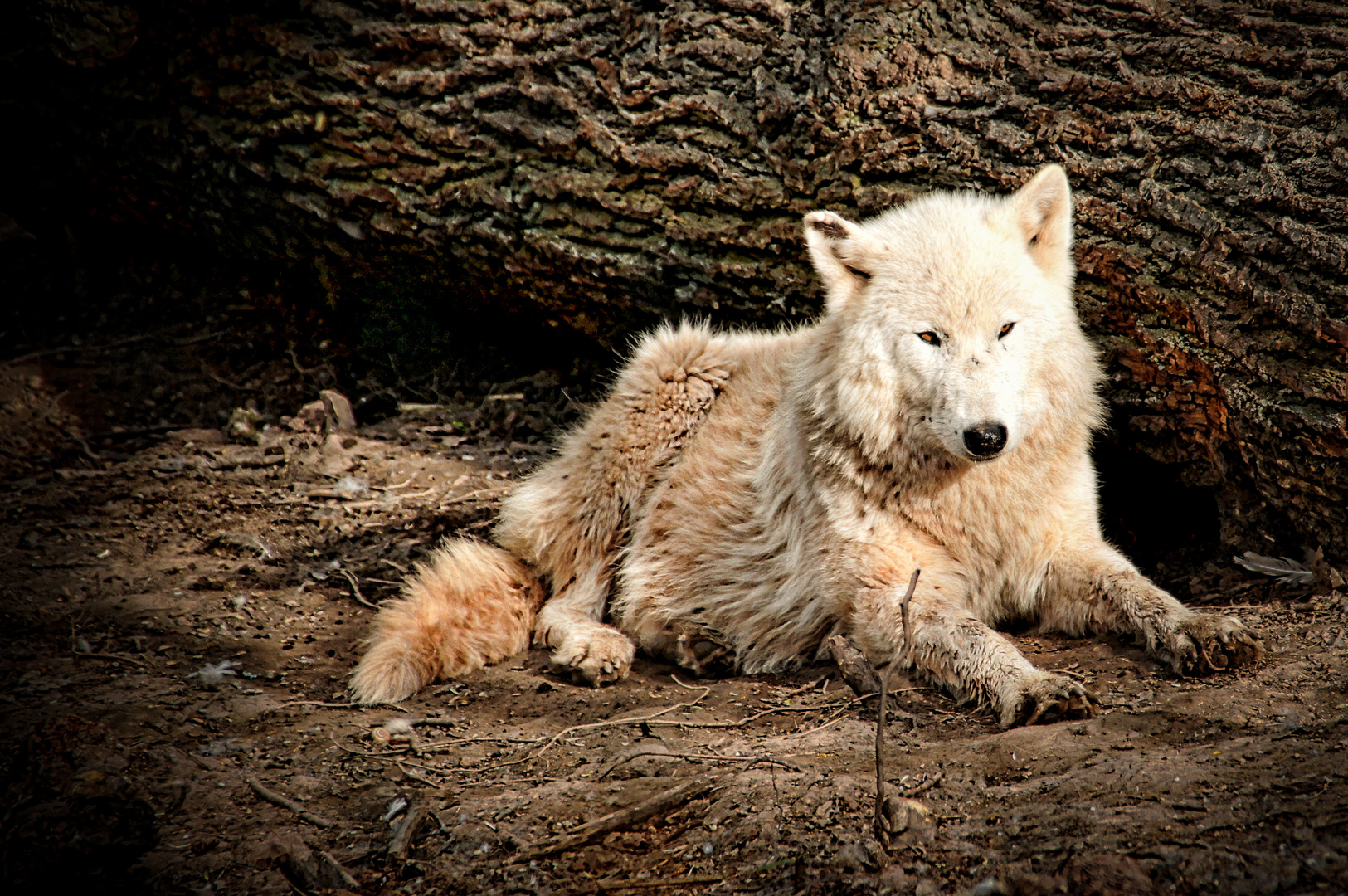 Weißer Wolf Foto & Bild | tiere, wildlife, säugetiere Bilder auf ...