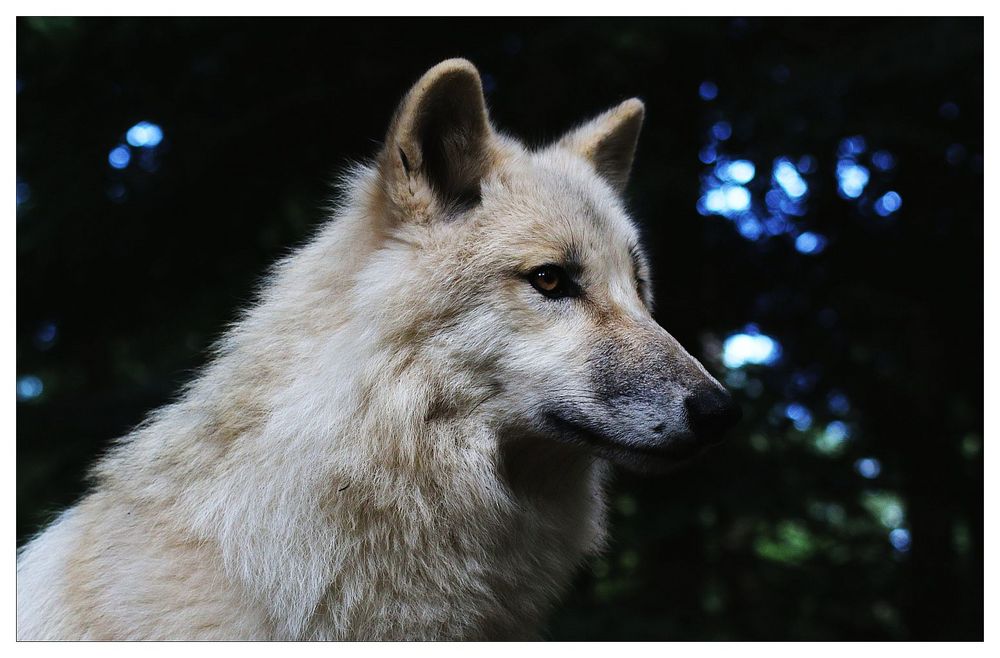 Weißer Wolf Foto & Bild | tiere, wildlife, säugetiere Bilder auf ...